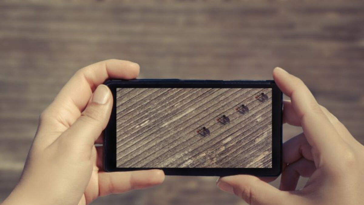 The Effect That Mobile Phones Have on Ants Is Terrifying