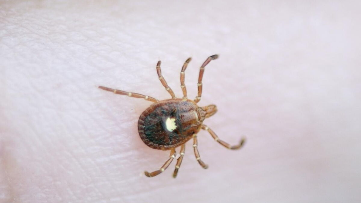 This unusual tick can make you allergic to red meat, here’s how to spot it