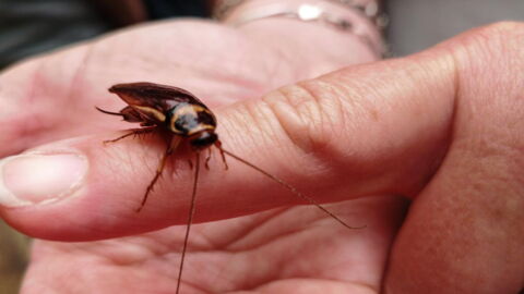 Man discovers tiny creatures living on his eyelashes