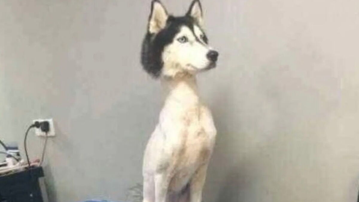 This photo of an almost completely shaved husky is making the Internet ...
