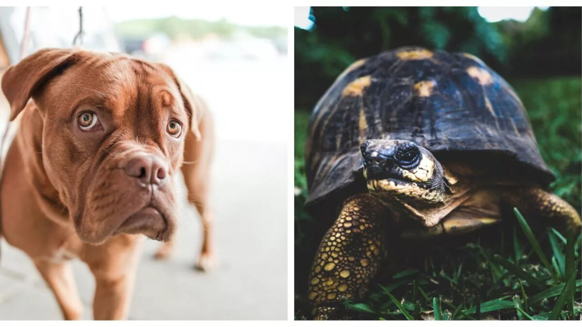 You won't believe these animals became best friends!