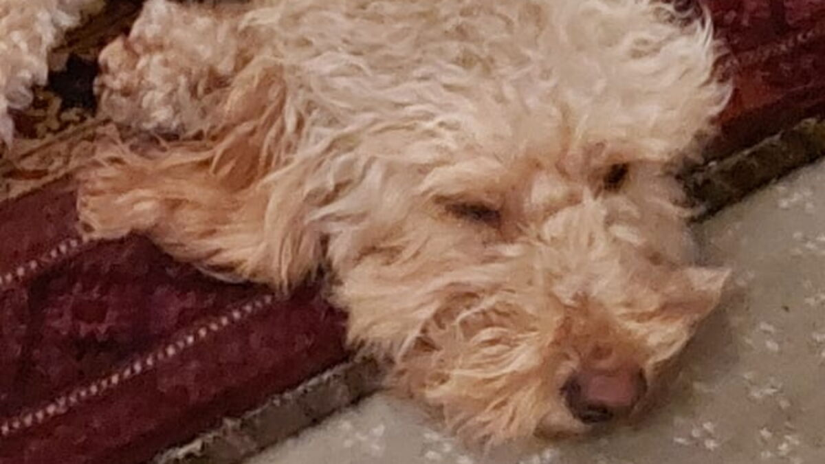 Dog lost in the freezing cold for almost a week finally reunites with ...