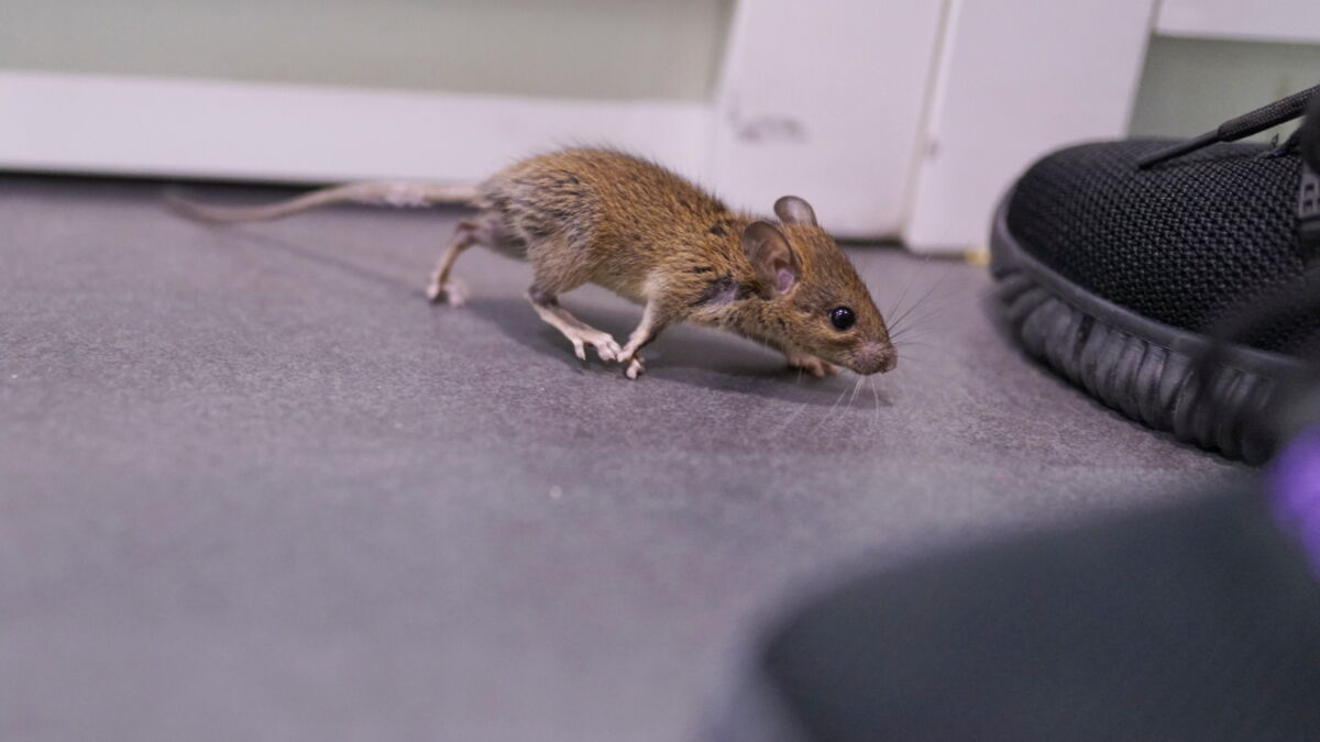 New breed of 'super rodents' could endanger human health, according to ...