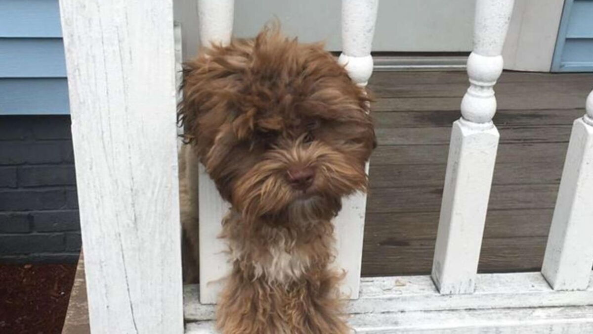 This dog has the face of an adult man