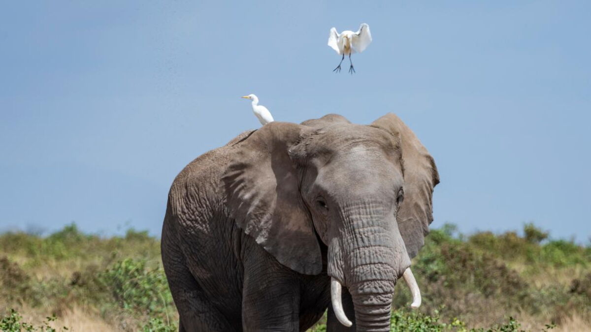 This adorable elephant fell flat on its trunk after chasing and playing ...