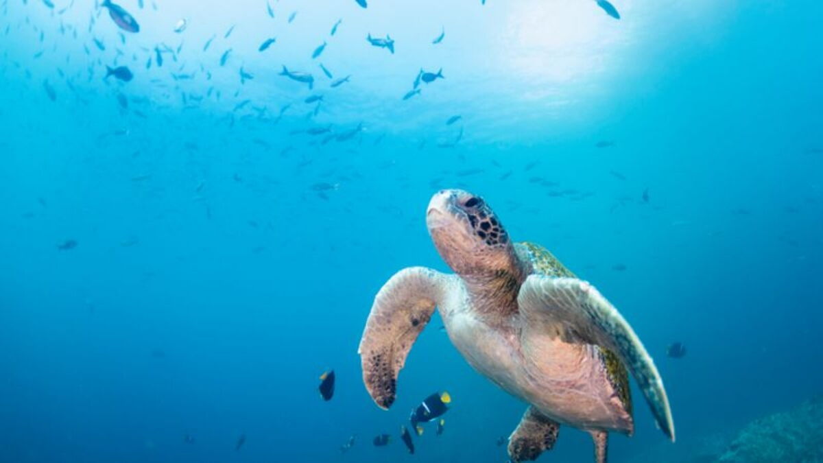 Incredible Drone Footage of Sea Turtles in Australia