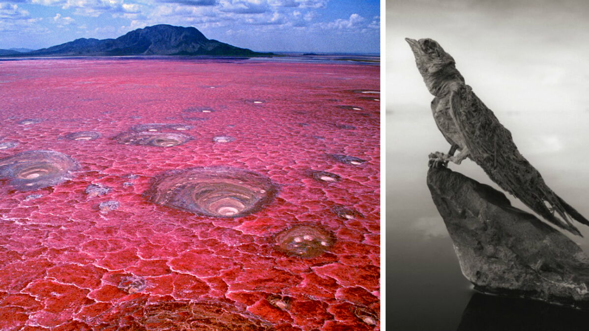 Lac Natron (Tanzanie) : le lac qui transforme les oiseaux en statue de ...
