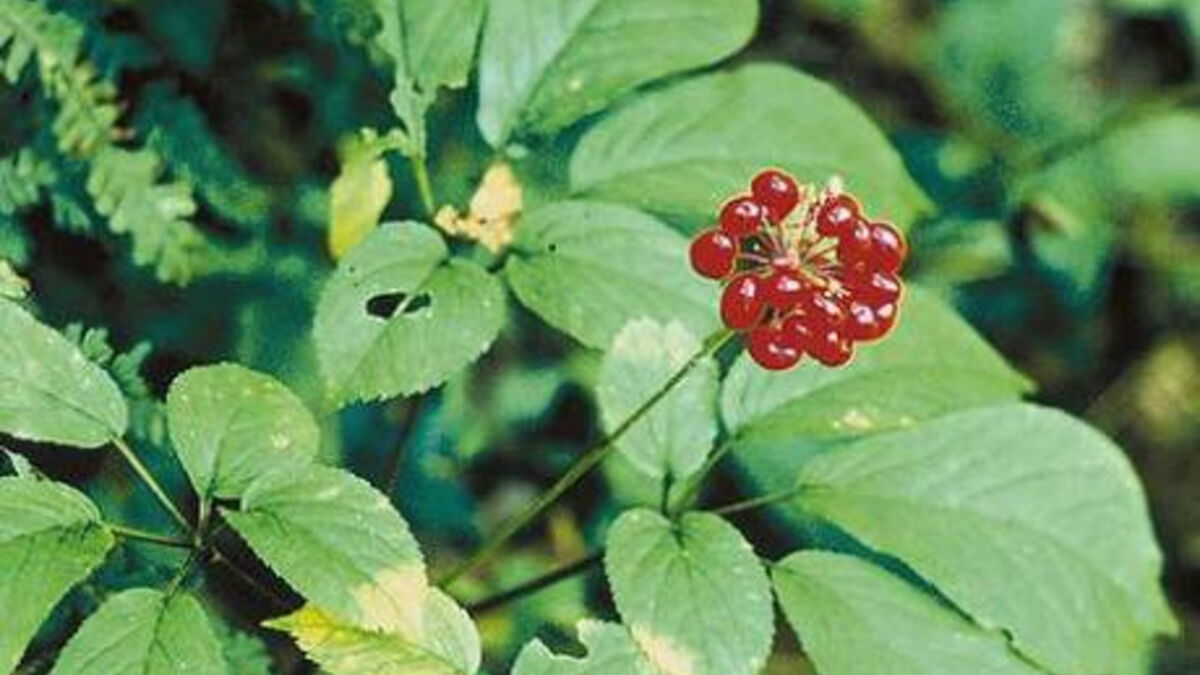Bien-être : le ginseng