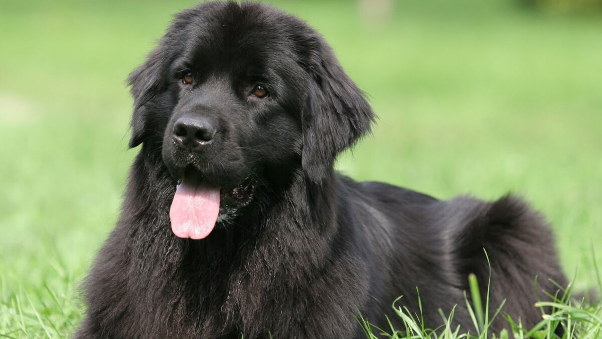 Terre Neuve : caractère, prix, origine et éducation, ce qu'il faut savoir