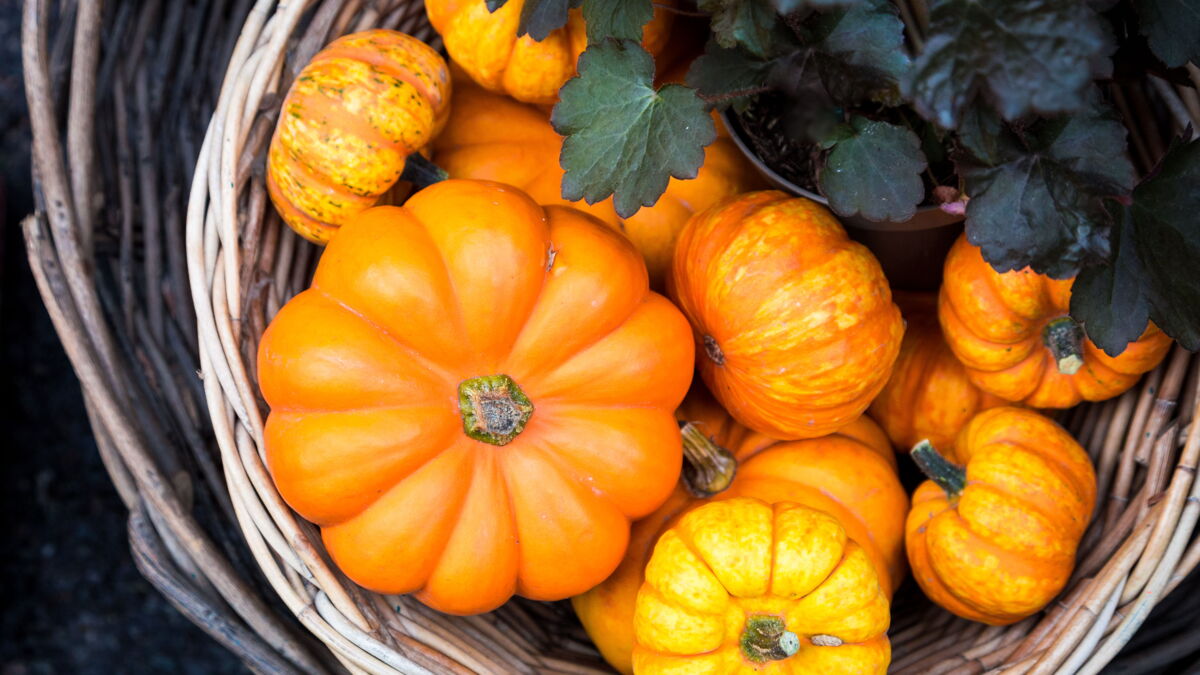 Tout ce que vous devez savoir sur les courges