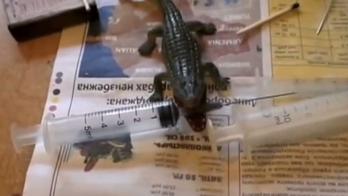 Le Krokodil, la nouvelle drogue aux effets dévastateurs