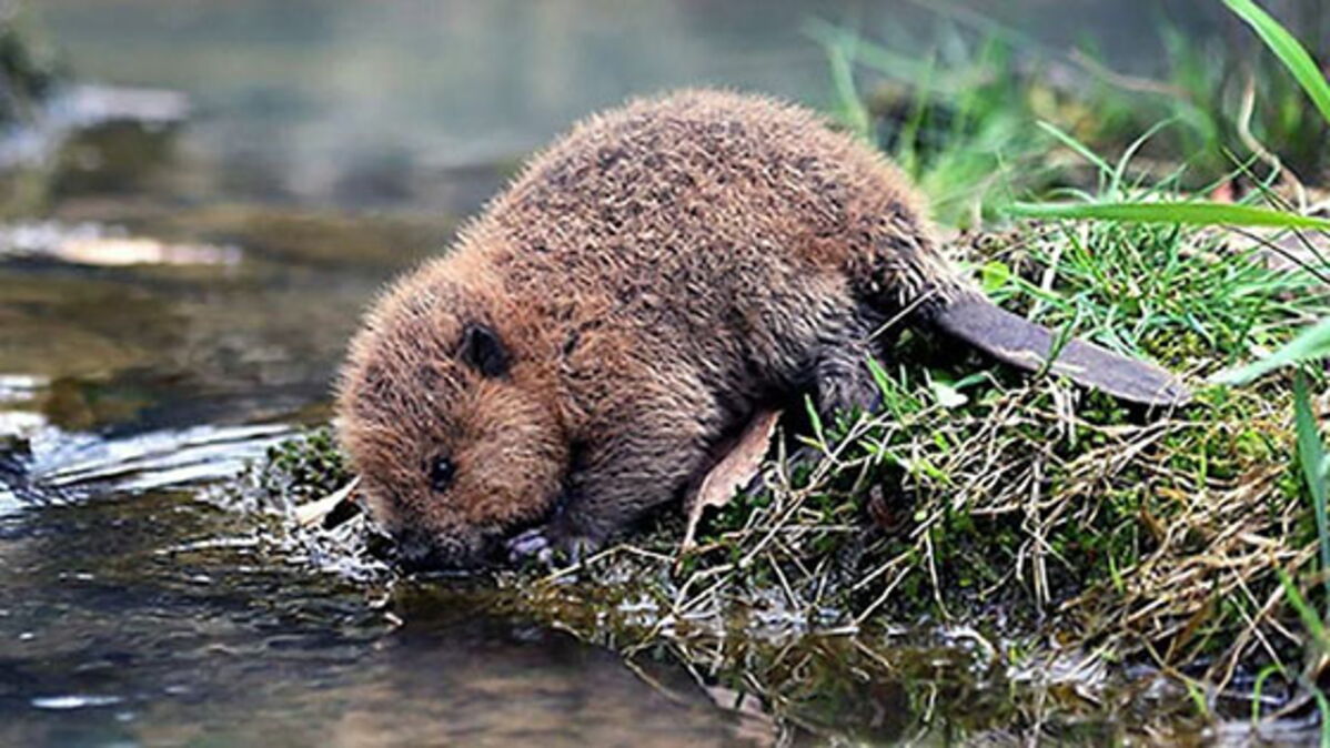 Où peut-on observer des castors en France