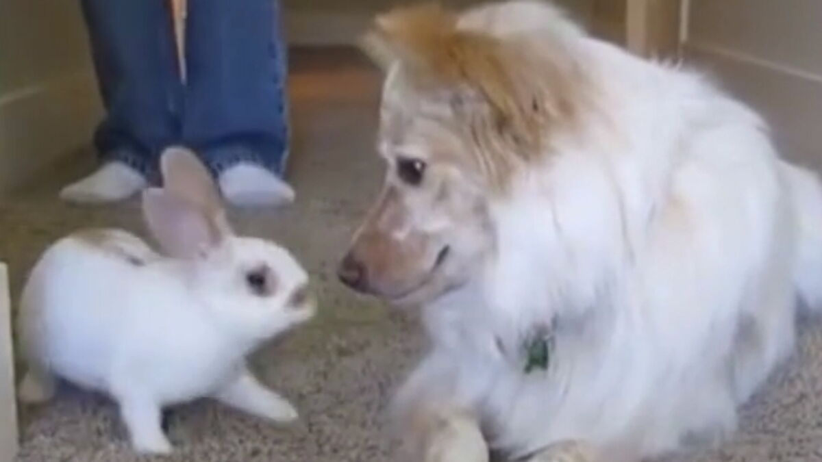 Le chien de la maison vient de rencontrer ce petit lapin, nouveau venu ...