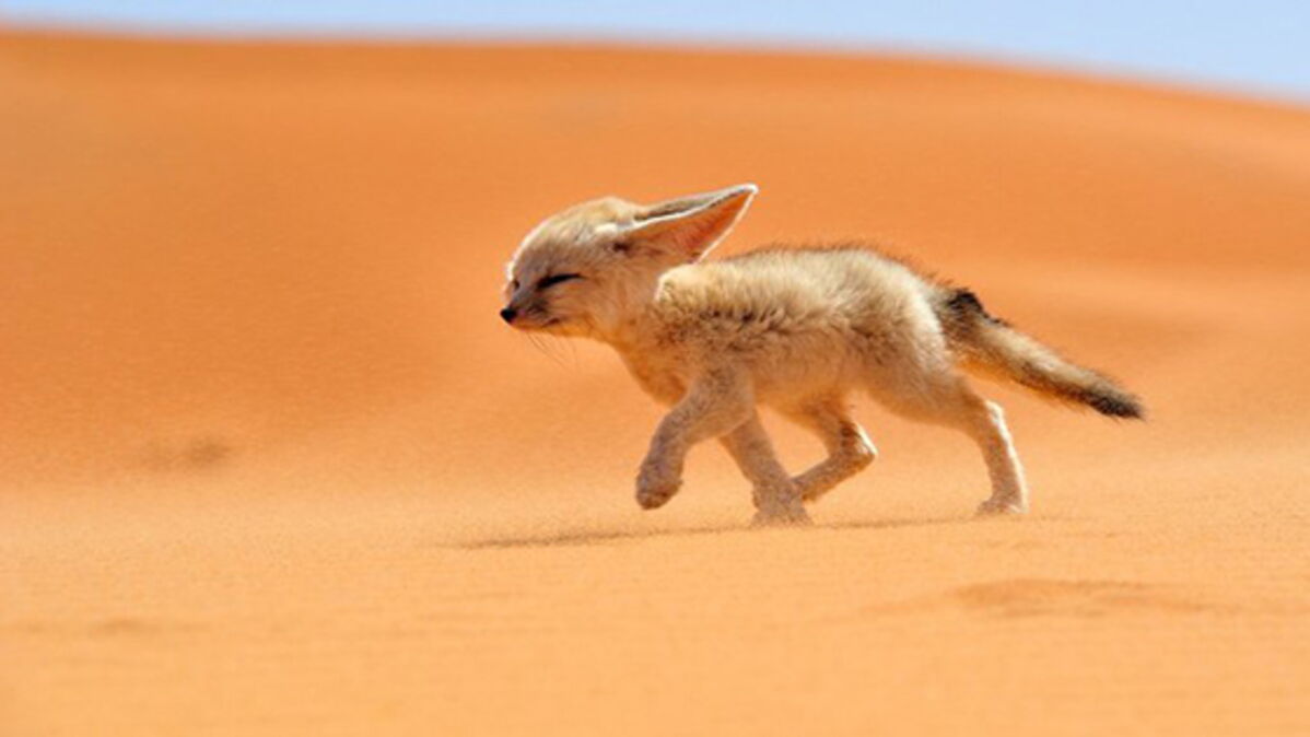 5 choses que vous ne saviez pas sur le fennec