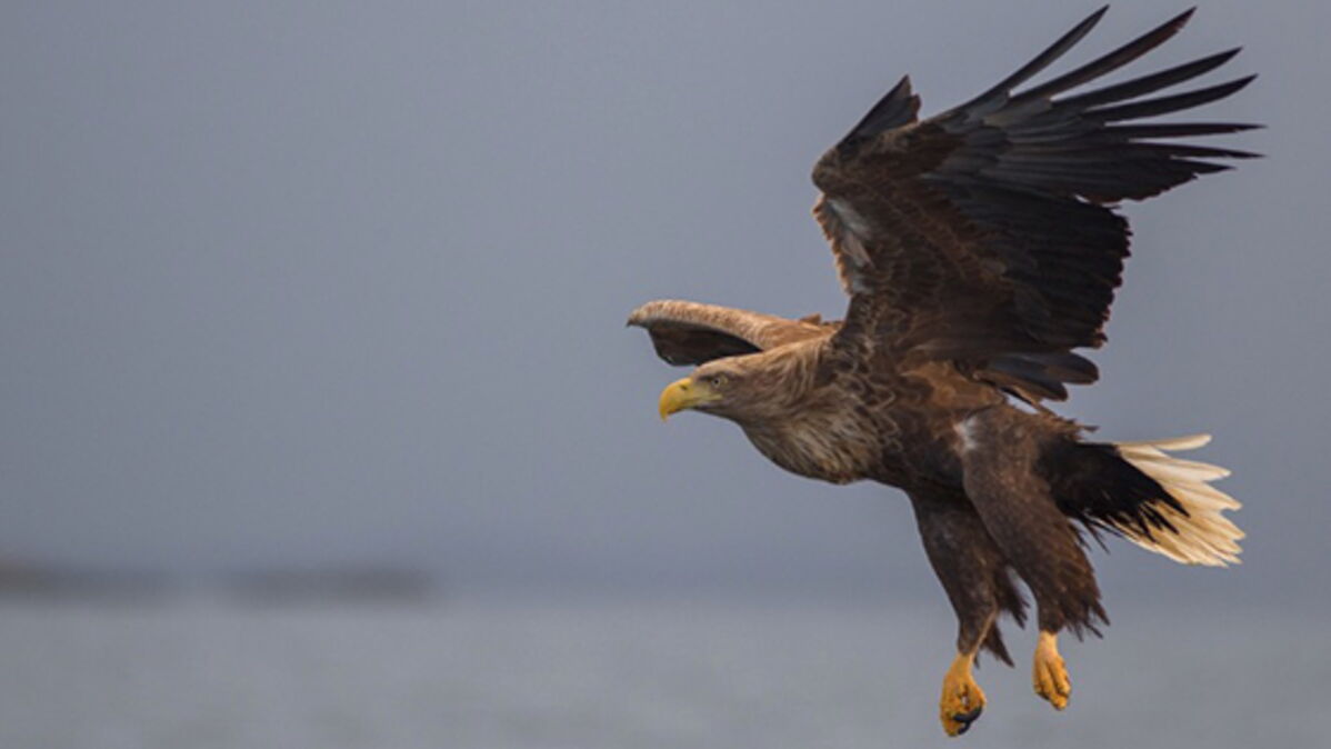 Ecosse : première naissance de ce rapace très rare depuis 140 ans