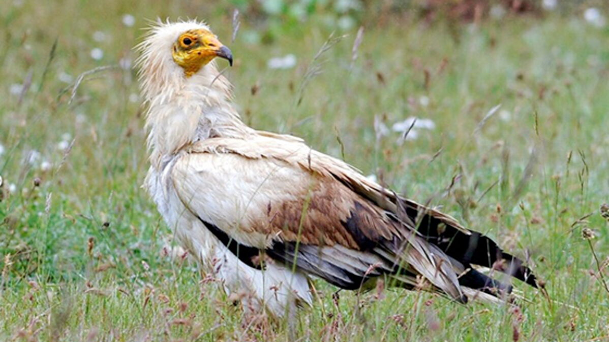 Le Tour de France menace-t-il ce rapace très rare en France