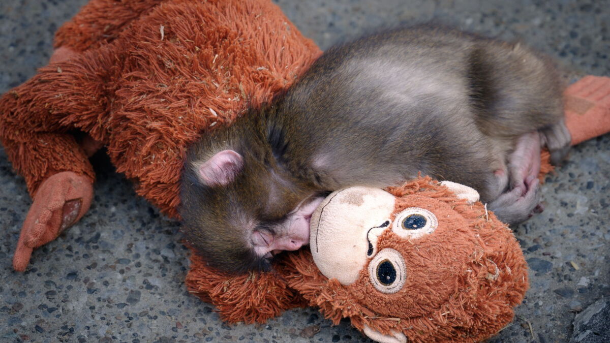 Un bébé singe et sa peluche IKEA créent la sensation au zoo d’Ichikawa
