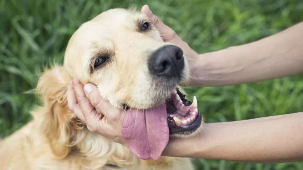 Chien : comment interprète-t-il notre façon de le caresser