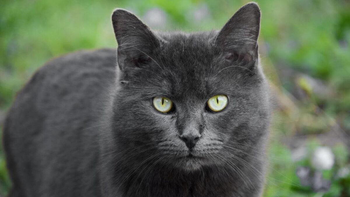 Korat : caractéristiques, prix, tout savoir sur ce chat...