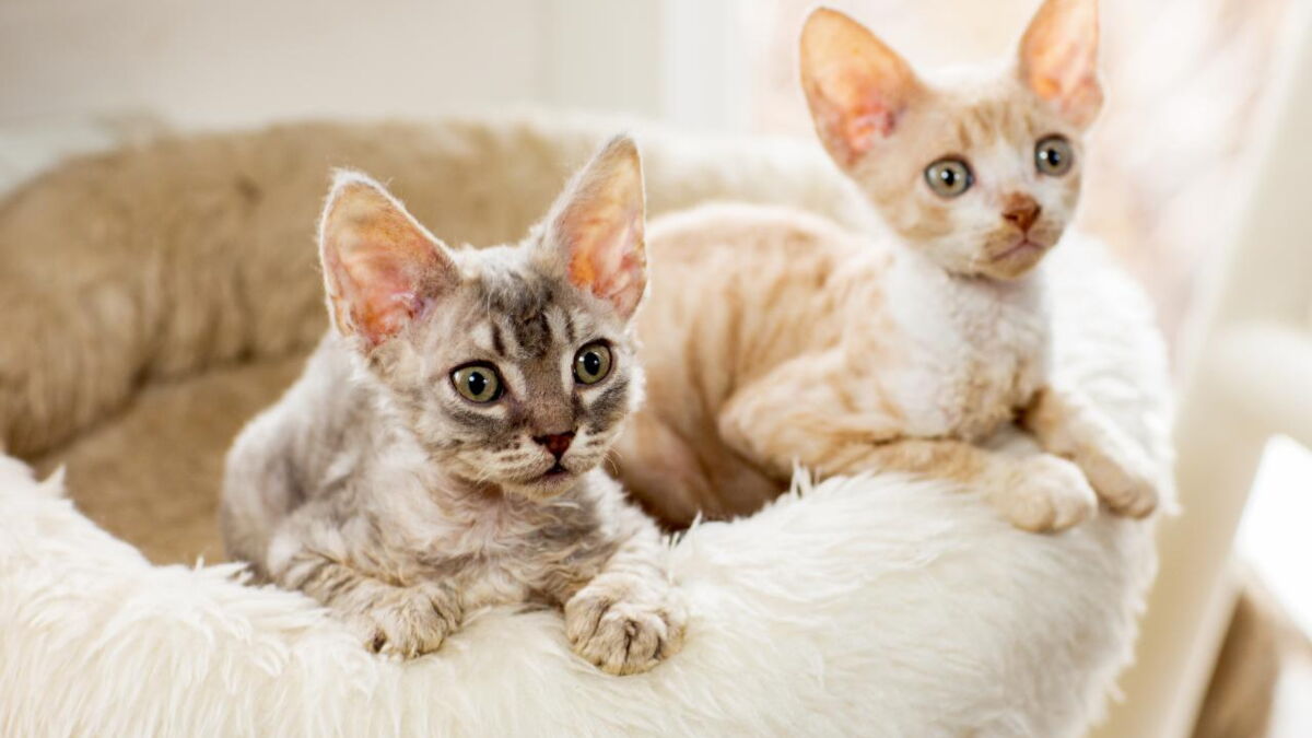 Cornish Rex : caractéristiques, prix, tout savoir sur ce chat...