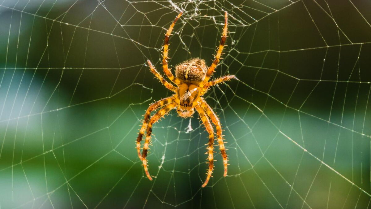 Les araignées sont de plus en plus agressives, mauvaise nouvelle pour ...