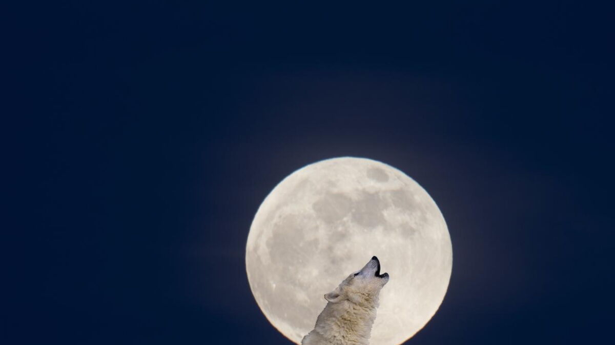 Astro : à quoi faut-il s’attendre avec la Lune du loup
