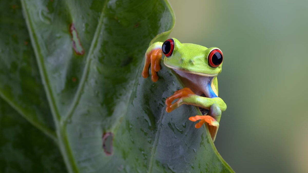 Il trouve une grenouille dans sa salade et prend une décision radicale