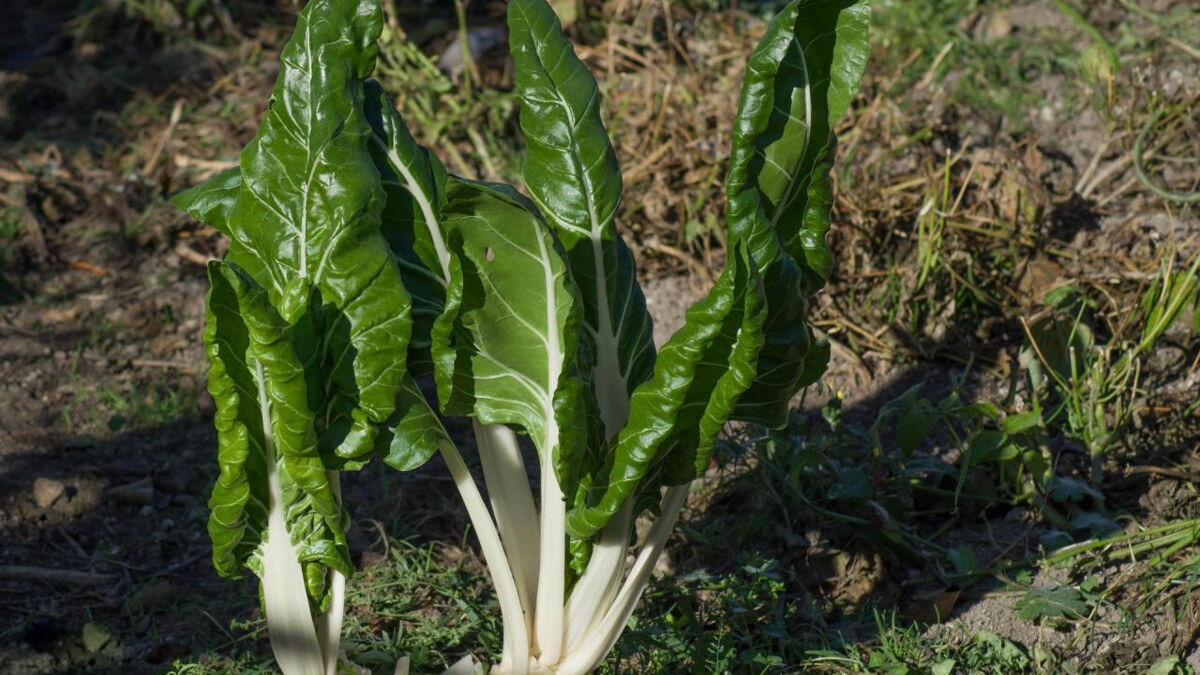 Légumes d'automne : comment cuisiner les blettes