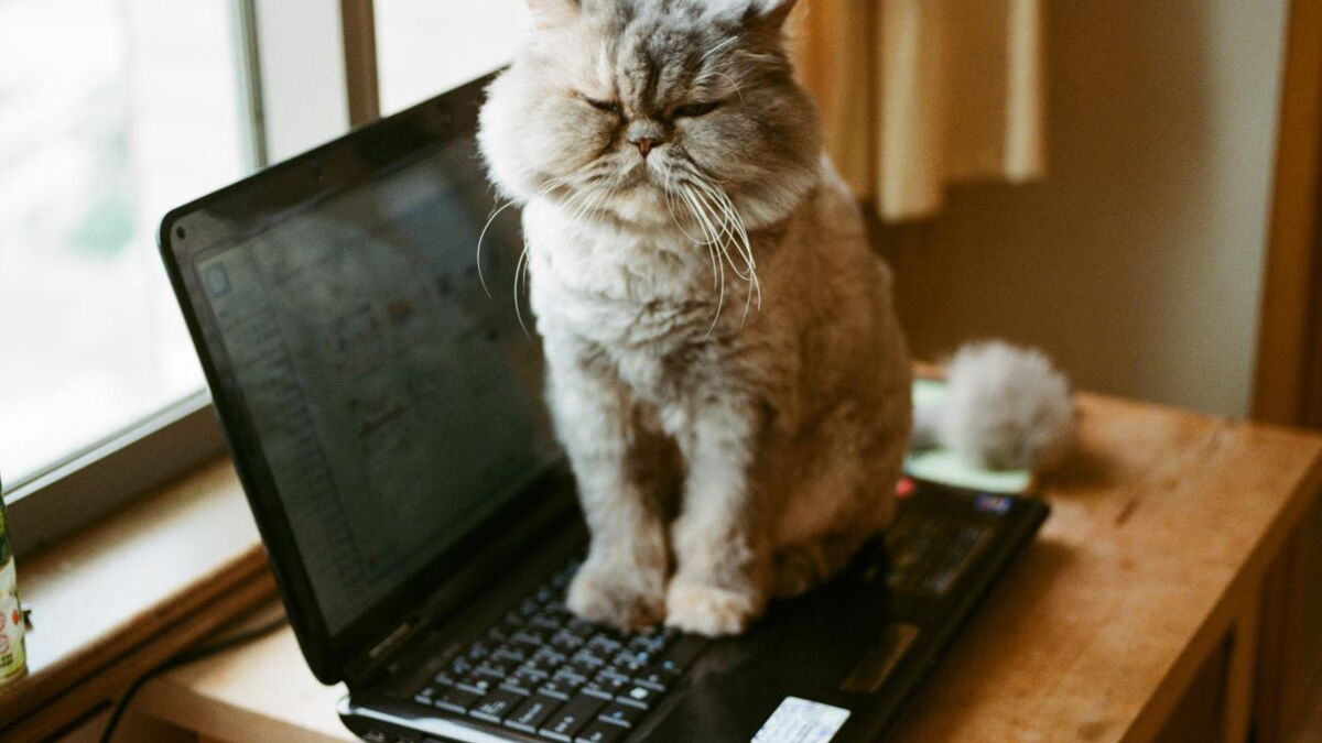 Pourquoi les chats s'installent-ils toujours sur l'ordinateur