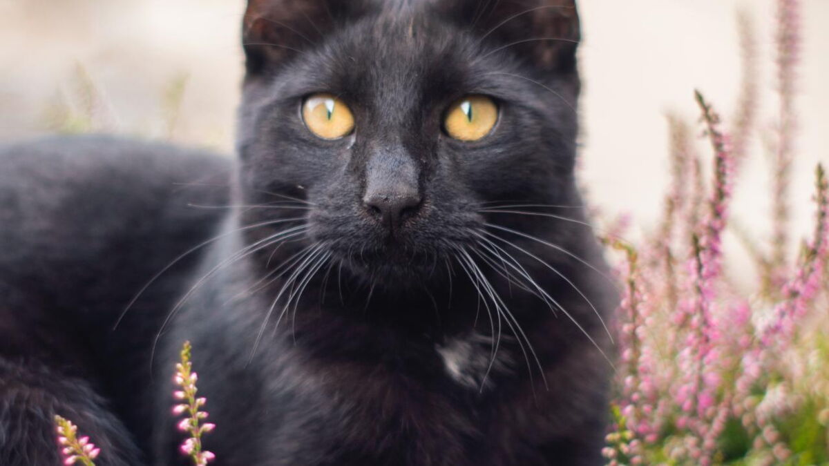 Bombay chat : caractéristiques, prix, tout savoir sur ce chat...