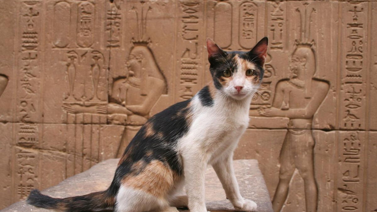 Histoire des chats : de la domestication au culte en Égypte
