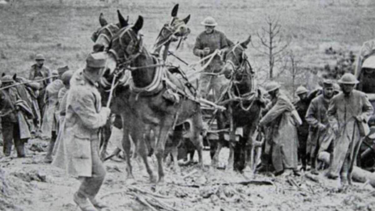 L'effroyable vie des animaux de guerre…
