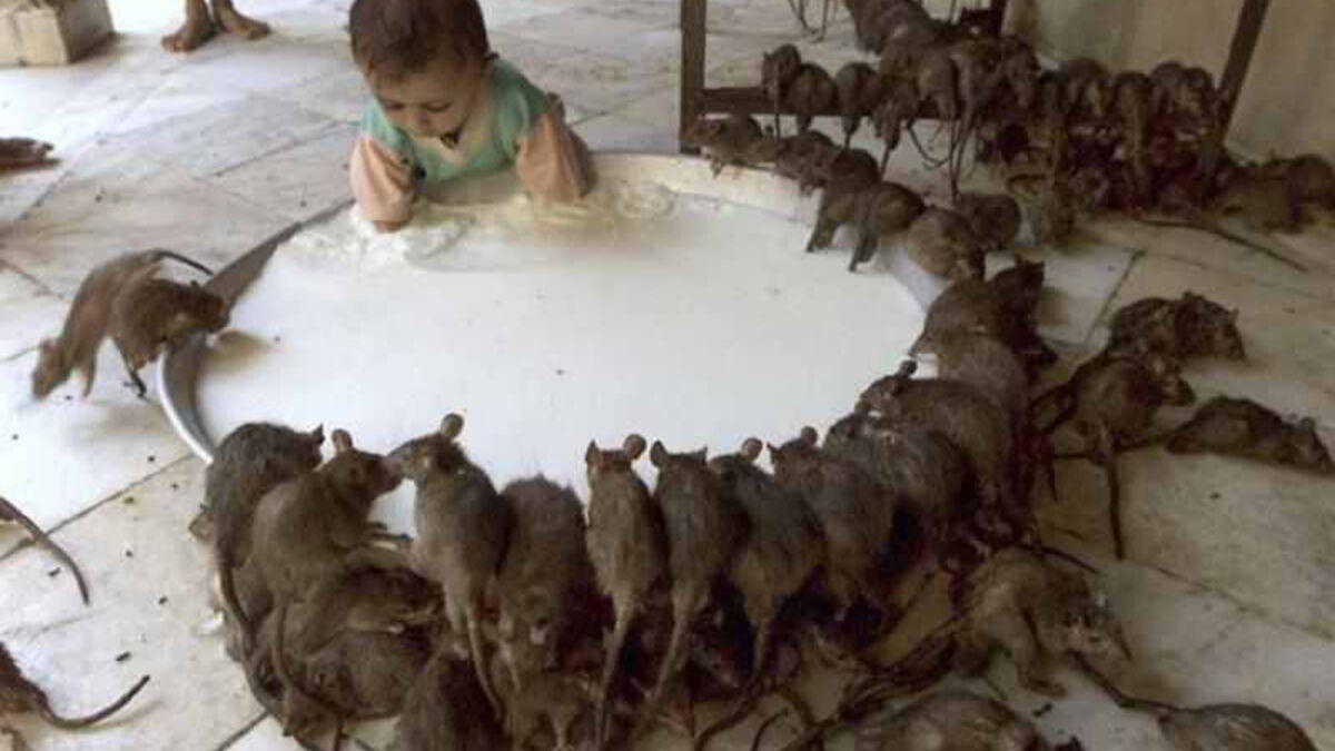 120 millions de rats prêts à envahir vos maisons