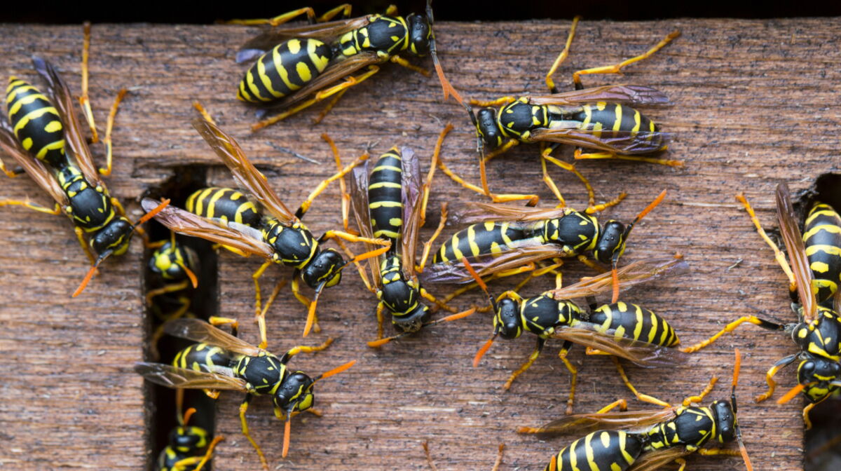 Piqué par une trentaine de guêpes, il décide de prendre le volant et s ...