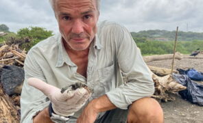 Mit 66 Jahren: Désirée Nick zieht sich für den "Playboy" aus