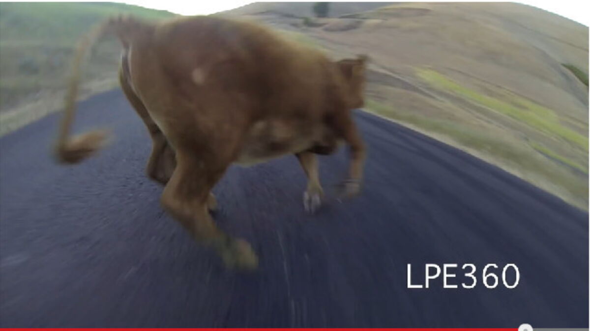 Insolite : En longboard, Amanda Roden filme son énorme choc avec une ...