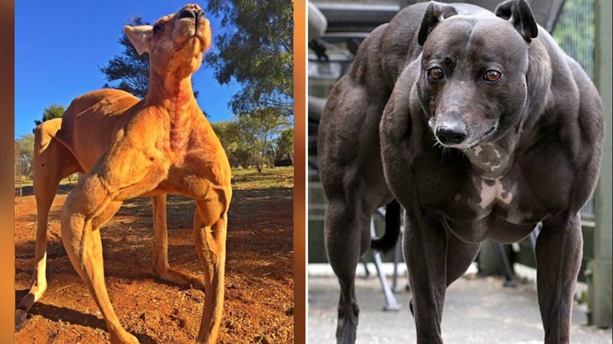 Photos : Insolite : les 10 animaux les plus musclés au monde