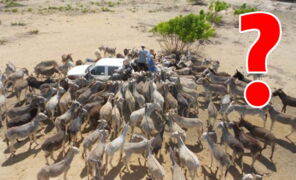 Virginia Caye : cette île dans les Caraïbes est à vendre pour le prix d ...