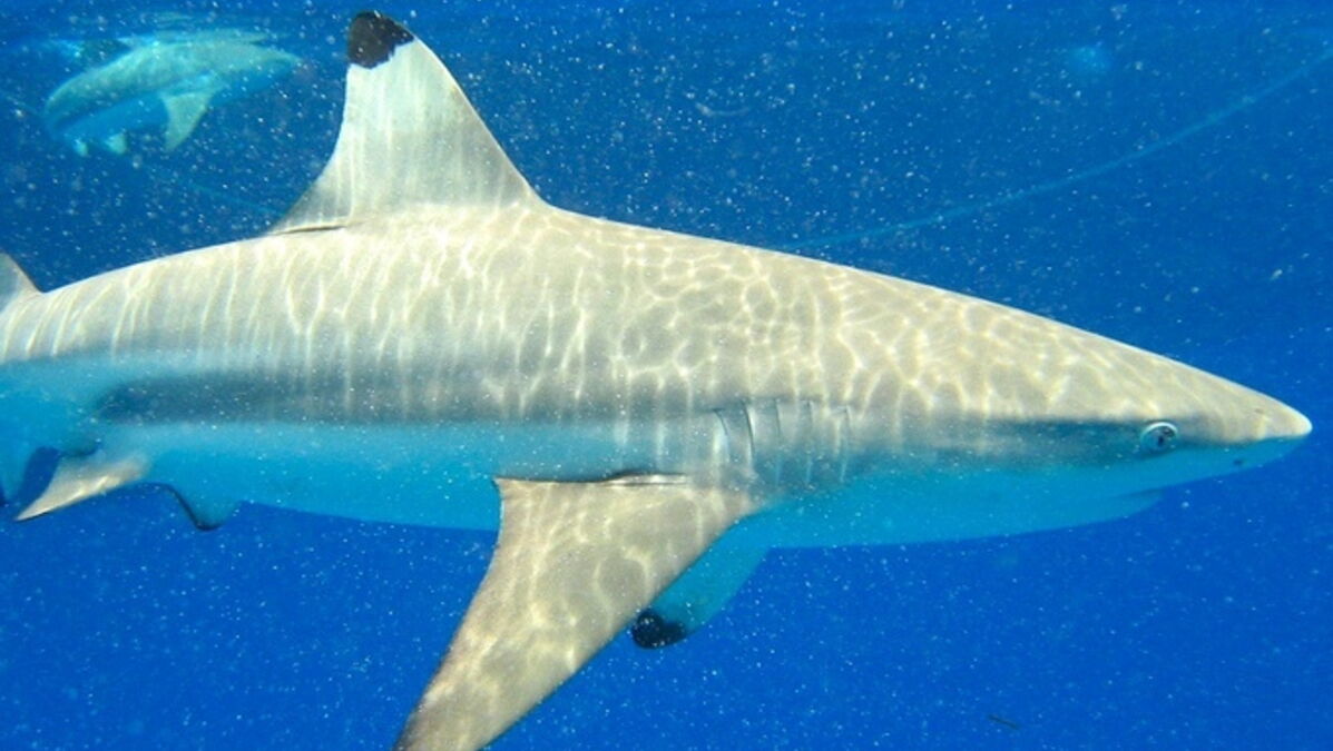 Seychelles : les requins en images