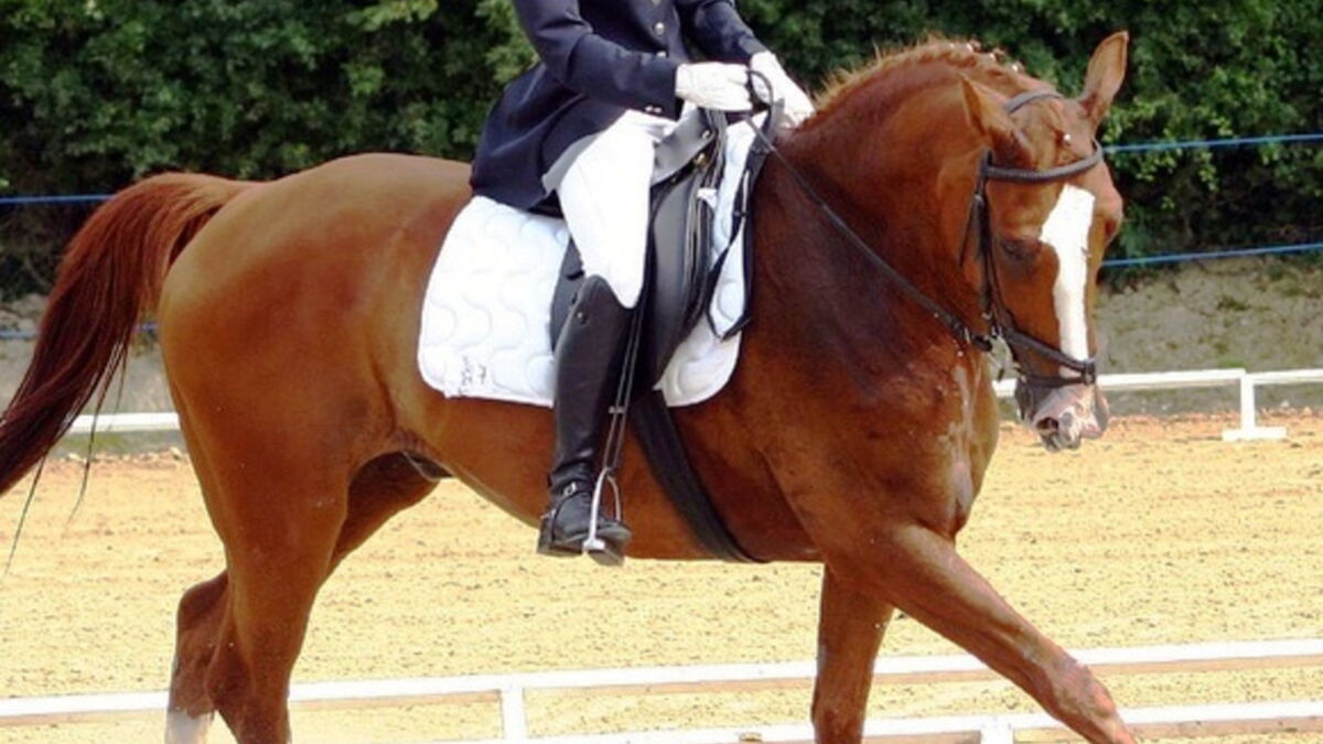 Amoureux des chevaux : tous à Fontainebleau