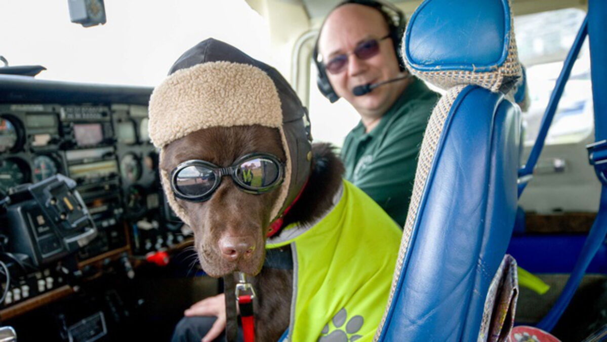 Dogs might fly : Des chiens apprennent à piloter des avions dans une ...