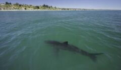 États-Unis : Unama’ki, l'un des plus gros requins blancs jamais marqués ...