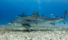 Australie : Ils nagent dans un banc de saumons à côté de deux requins ...