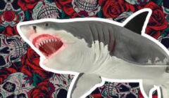 États-Unis : Unama’ki, l'un des plus gros requins blancs jamais marqués ...