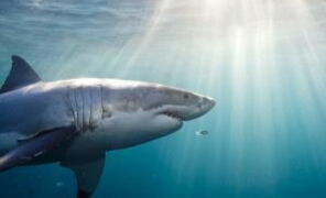 Grande-Bretagne : un requin albinos capturé pour la première fois (PHOTOS)