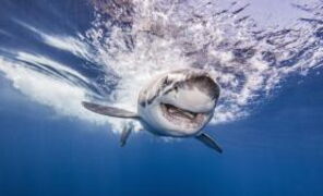 États-Unis : Unama’ki, l'un des plus gros requins blancs jamais marqués ...