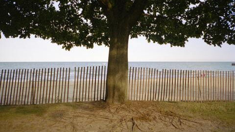 L'arbre qui pleure, le phénomène qui fascine les Etats-Unis