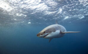 États-Unis : Unama’ki, l'un des plus gros requins blancs jamais marqués ...