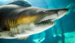 États-Unis : Unama’ki, l'un des plus gros requins blancs jamais marqués ...