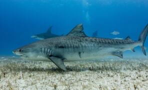 États-Unis : Unama’ki, l'un des plus gros requins blancs jamais marqués ...